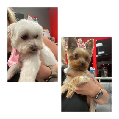 POSH PAWS PET GROOMING - Updated May 2024 - 61 Photos & 28 Reviews ...