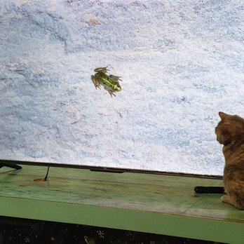 MOCHAS AND MEOWS - Updated January 2025 - 126 Photos & 73 Reviews ...