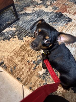 HALO ANIMAL RESCUE - Updated December 2025 - 98 Photos & 177 Reviews ...