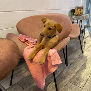 BORDER TAILS RESCUE - Updated July 2025 - 35 Photos & 44 Reviews - 2975 ...