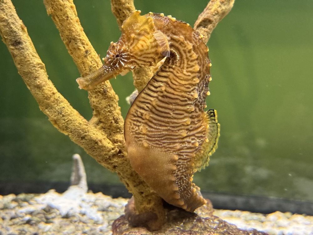 UGA MARINE EDUCATION CENTER & AQUARIUM - Updated March 2025 - 54 Photos ...