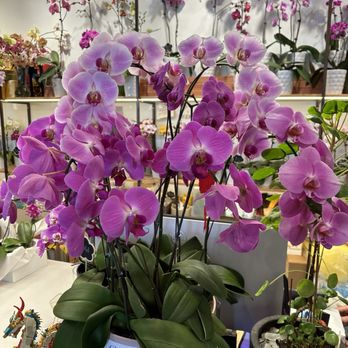 CYMNOW FLOWERS - Updated October 2025 - 187 Photos & 48 Reviews - 6757 ...