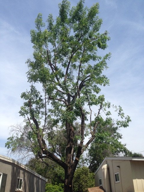 ALL ACCESS TREE CARE - 151 Photos & 225 Reviews - 289 Vernon Way, El ...