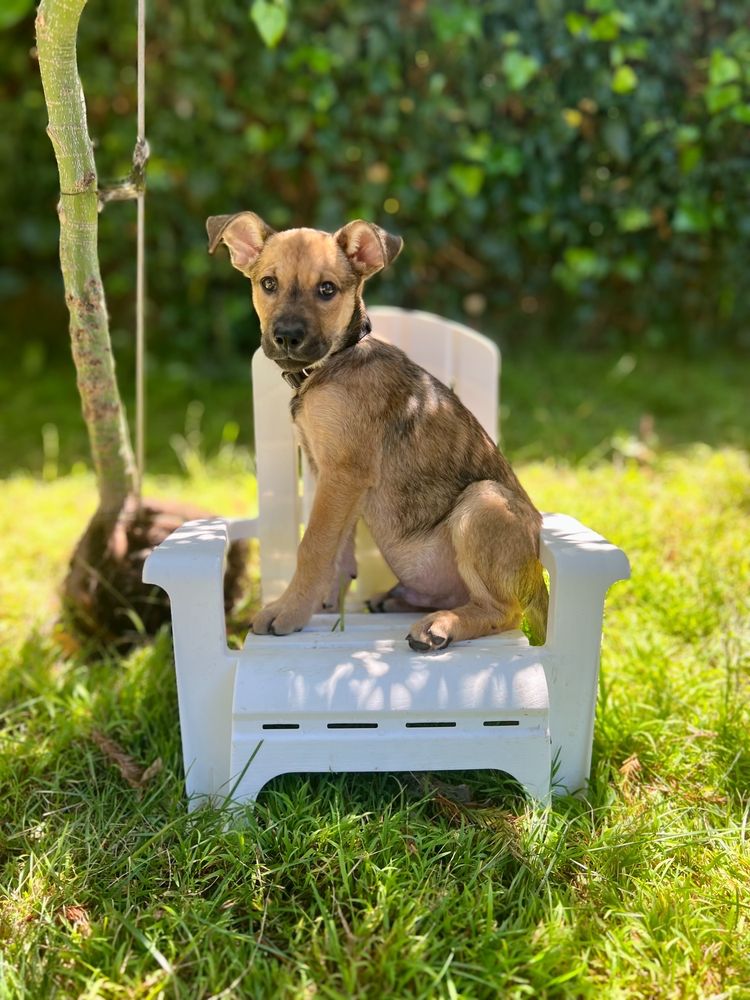 SAN FRANCISCO SPCA - 493 Photos & 571 Reviews - 250 Florida St, San ...