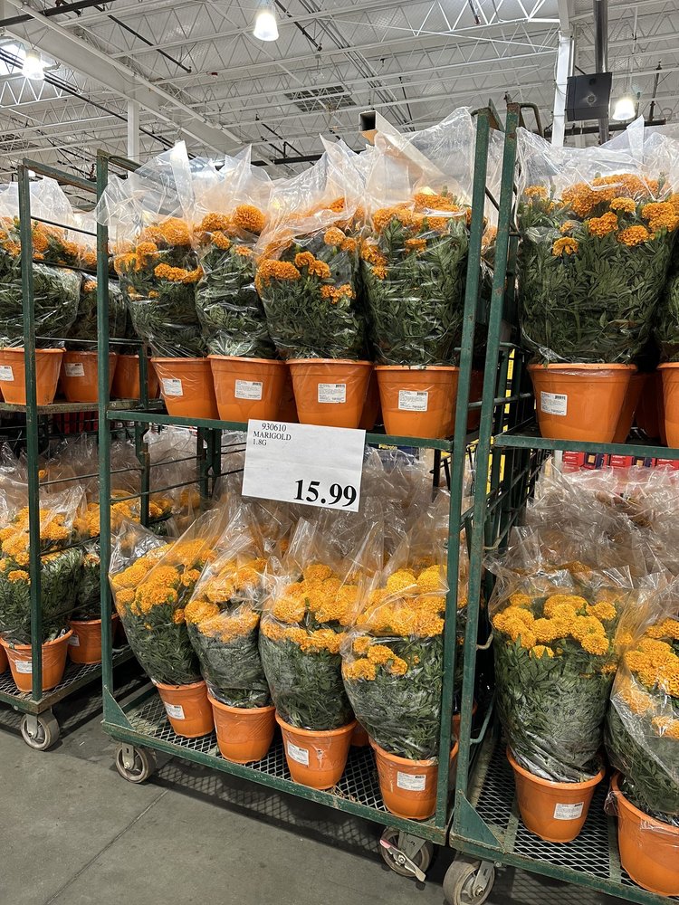 COSTCO - Updated July 2024 - 162 Photos & 194 Reviews - 2680 Reynolds ...