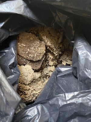 ARTERIX PEST CONTROL - Updated December 2025 - 36 Photos & 223 Reviews ...