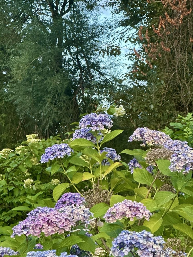 WET ROCK GARDENS - Updated January 2026 - 16 Photos - 2877 19th St ...