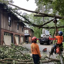 Best Arborists Near Me - April 2025: Find Nearby Arborists Reviews - Yelp