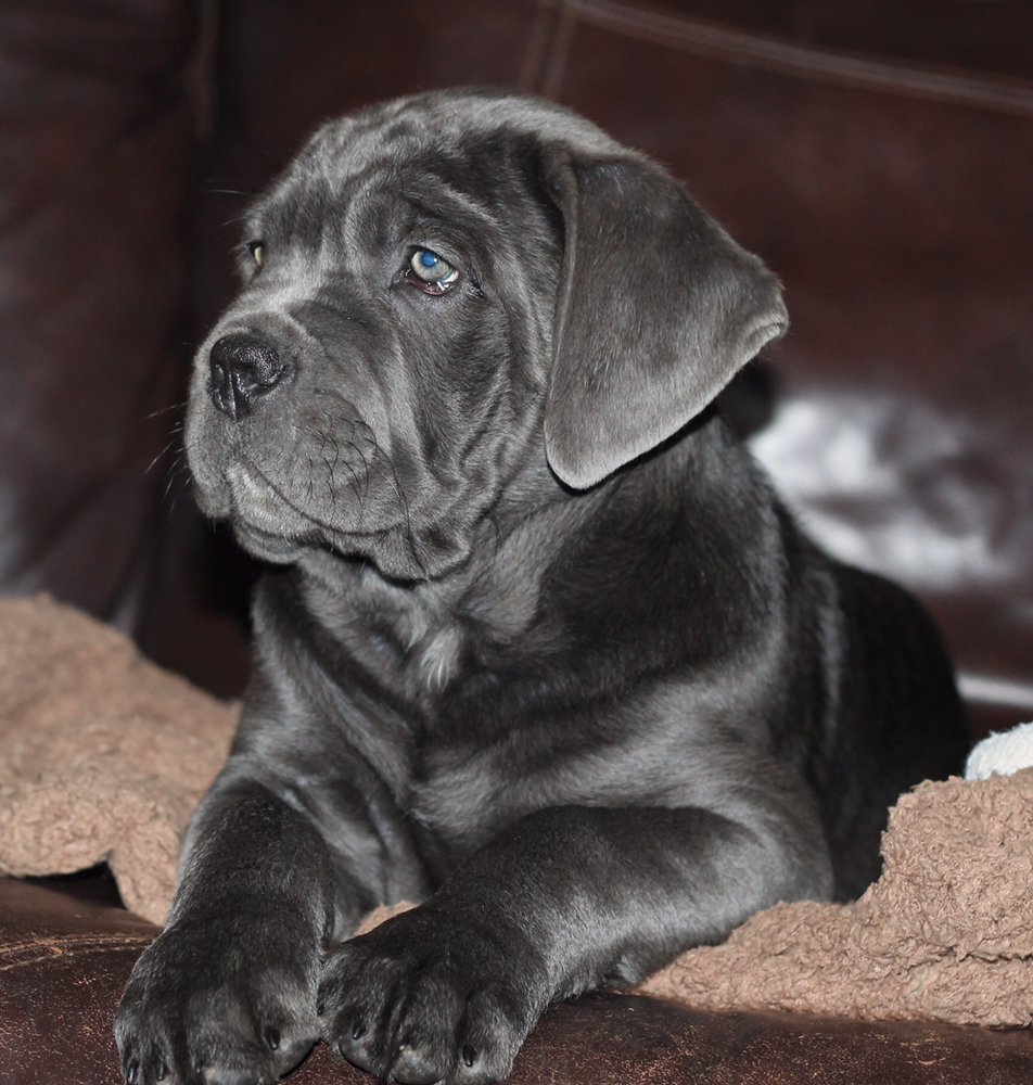 BLU CANE CORSO - Updated January 2026 - 71 Photos - 515 Cleona Blvd ...