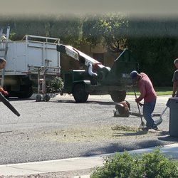 SAM THE TREE GUY - 19 Photos & 12 Reviews - Scottsdale, Arizona - Tree ...