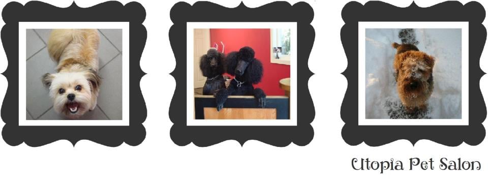UTOPIA PET SALON - Updated October 2025 - 6939 Guide Meridian, Lynden ...