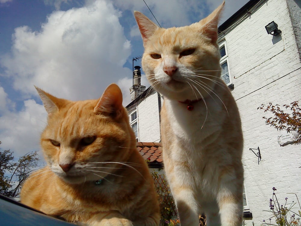 HAWORTH ANIMAL WELFARE CAT RESCUE - Updated August 2025 - Lower Pierce ...