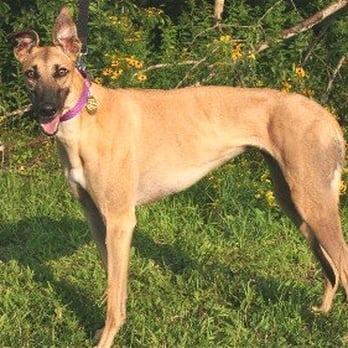 GREYHOUND FRIENDS - Updated January 2026 - 34 Photos & 32 Reviews - 167 ...
