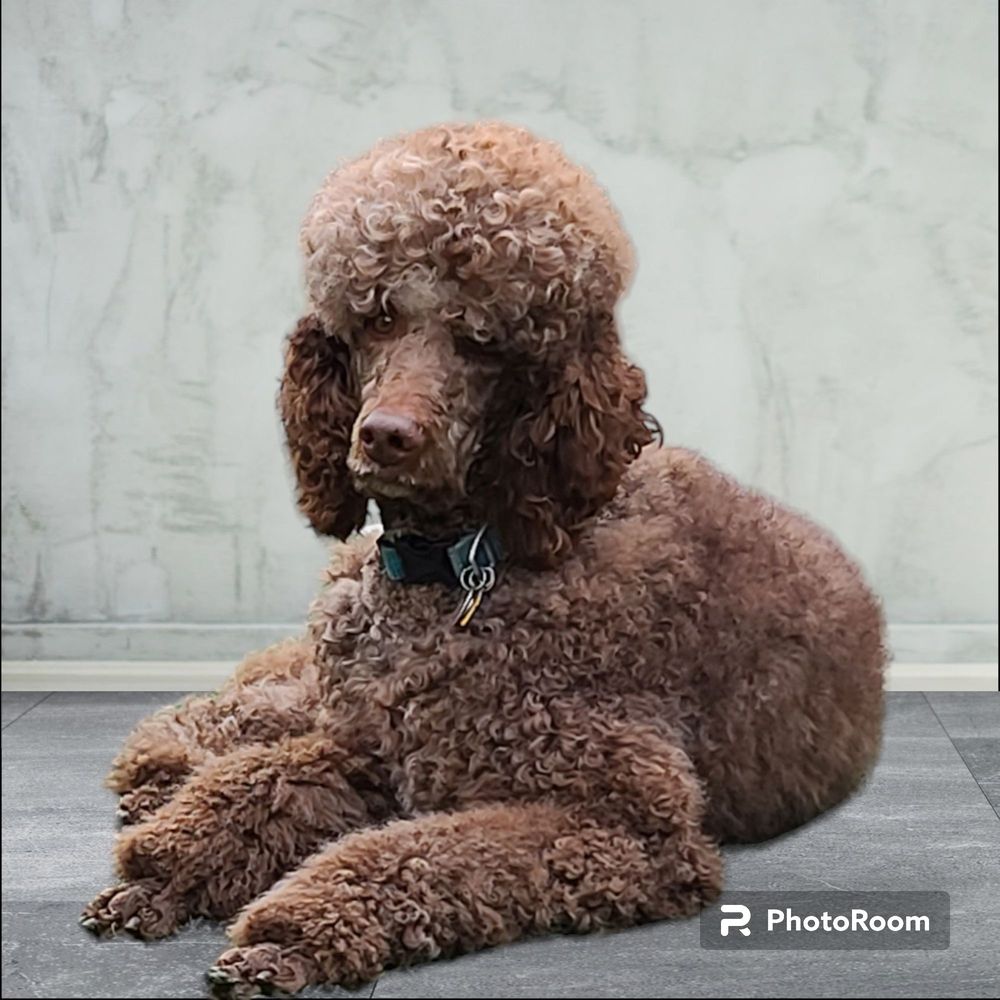 SILLY’S STANDARD POODLES - Request Information - 325 Robbins Mill Pl ...