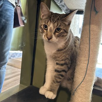 NIAGARA FALLS CAT CAFE - Updated January 2026 - 27 Photos - 4529 Queen ...