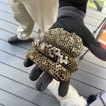 BLACK DIAMOND TERMITE & PEST CONTROL - Updated January 2026 - 10 Photos & 54 Reviews - 4911 ...