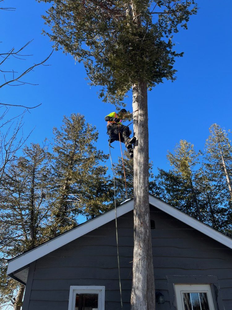 TREE CARE PROS - Updated January 2026 - Request a Quote - Barrie, Ontario - Tree Services ...