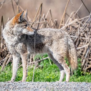 MERCED NATIONAL WILDLIFE REFUGE - Updated January 2026 - 119 Photos ...