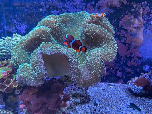 STRICTLY REEF - Updated September 2024 - 85 Photos & 57 Reviews - 907 W ...