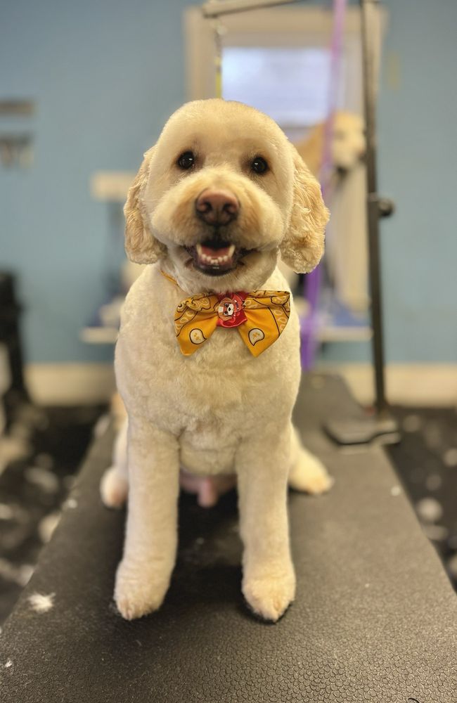 GEMINI DOGS - Updated October 2025 - 10 Photos & 21 Reviews - 53 Ayer ...