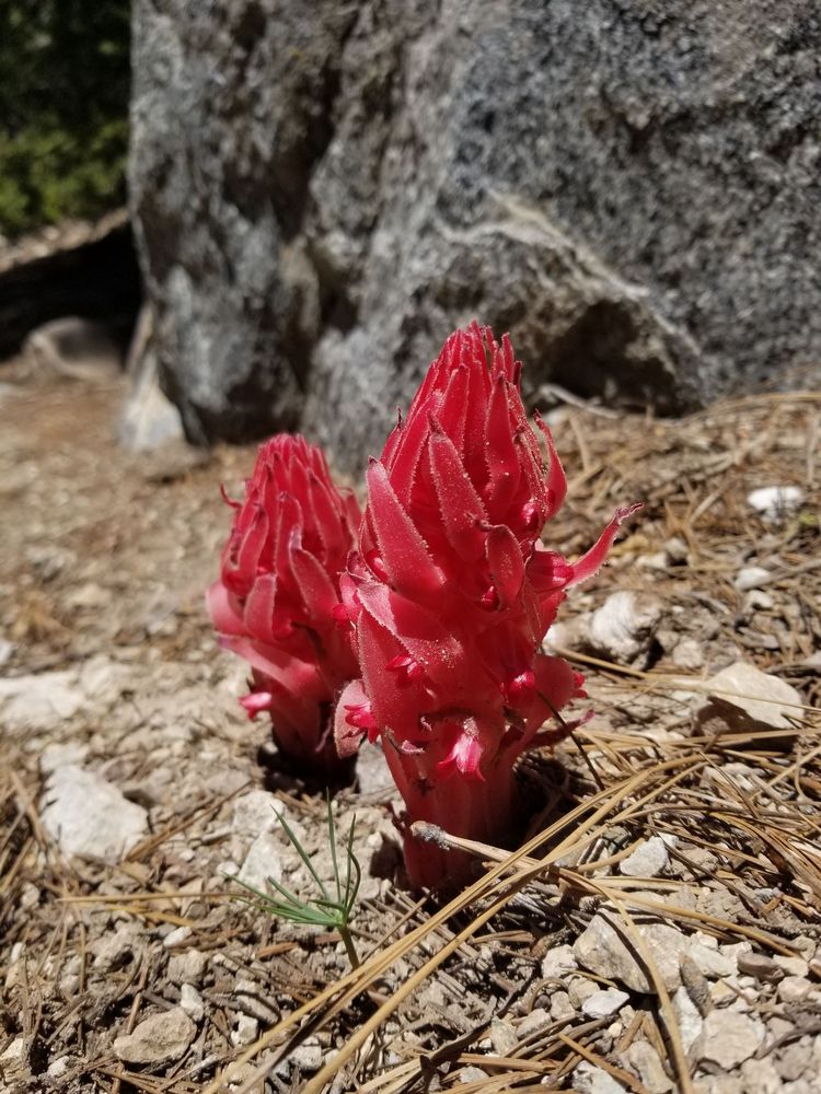 ICE HOUSE CANYON TRAIL - Updated January 2026 - 791 Photos & 129 ...