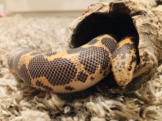 LLLREPTILE & SUPPLY CO - 137 Photos & 179 Reviews - 30145 Antelope Rd ...