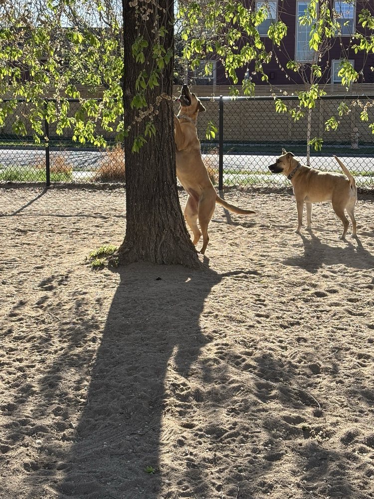 STAPLETON DOG PARK - Updated August 2025 - 51 Photos & 86 Reviews ...