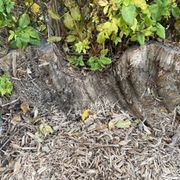 SMITTY’S TREE SERVICE - 77 Photos & 46 Reviews - 12736 S Ridgeway Ave ...