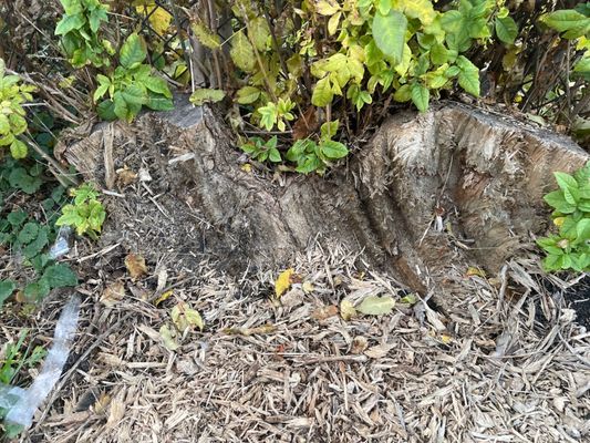 SMITTY’S TREE SERVICE - Updated October 2025 - 84 Photos & 61 Reviews ...