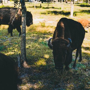 DIAMOND D RANCH - Updated December 2025 - 64 Photos & 22 Reviews - 5903 ...