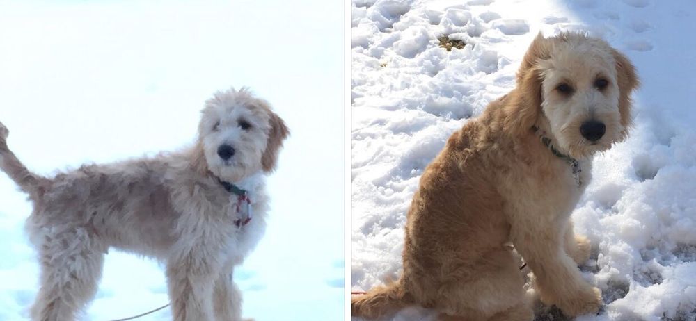 THE DOG HOUSE - Updated December 2025 - 17 Reviews - 2230 W Nordale Dr ...