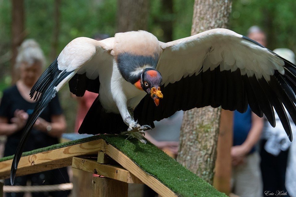 CAROLINA RAPTOR CENTER - 118 Photos & 57 Reviews - Zoos - 6000 Sample ...