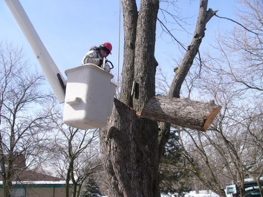 BROWN TREE SERVICE - Updated December 2025 - 50 Photos & 44 Reviews ...