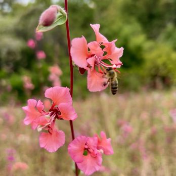 UCLA MATHIAS BOTANICAL GARDEN - Updated January 2026 - 462 Photos & 117 ...