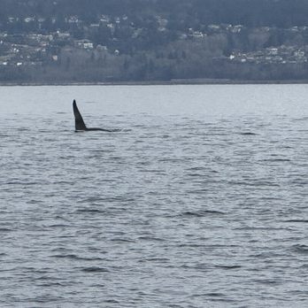 PUGET SOUND EXPRESS - Updated December 2025 - 231 Photos & 93 Reviews ...