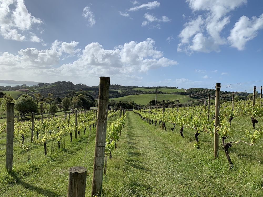 MUDBRICK VINEYARD AND RESTAURANT - 329 Photos & 72 Reviews - 126 Church ...