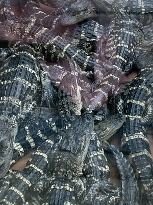 GATOR BEACH - Updated December 2025 - 132 Photos & 65 Reviews - 20001 ...