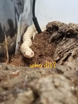 DFW REPTARIUM - 65 Photos & 62 Reviews - Pet Stores - 2220 Coit Rd ...