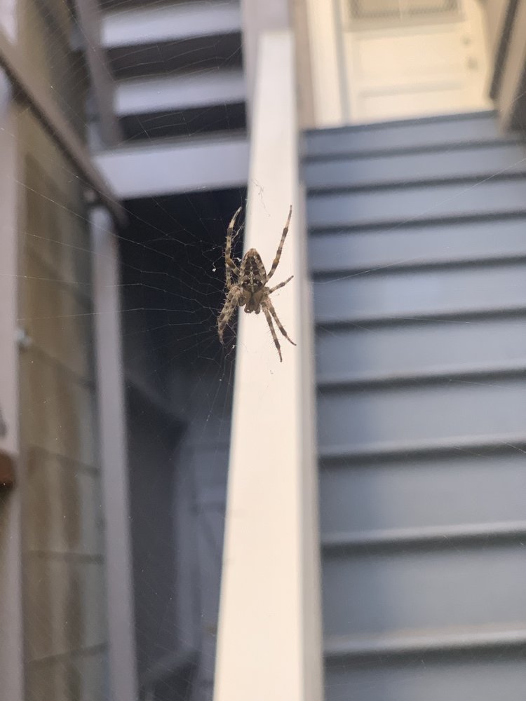 MARINA PEST CONTROL - Updated July 2024 - 21 Photos & 101 Reviews - 150 ...