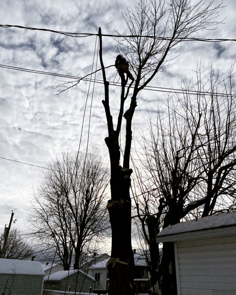 TREE2CUT - Updated March 2025 - Request a Quote - 11 Photos - 507 Ch ...