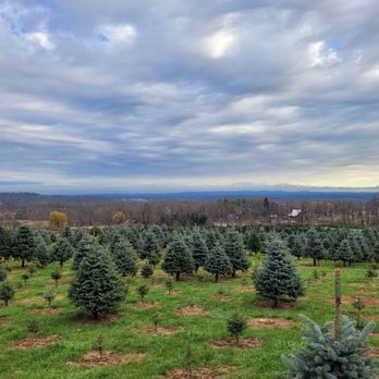 SNICKERS GAP CHRISTMAS TREE FARM - TEMP. CLOSED - Updated July 2025 ...