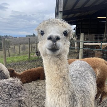 ALPACAS OF OREGON - Updated April 2024 - 199 Photos & 43 Reviews ...