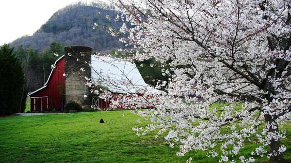 TIGER MOUNTAIN VINEYARDS - 128 Photos & 56 Reviews - 2592 Old Hwy 441 S ...