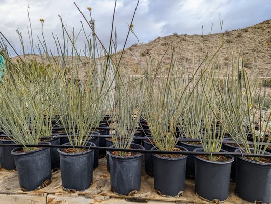 DESERT STRAW HOUSE NATIVE PLANT NURSERY - Updated August 2025 - 43 ...