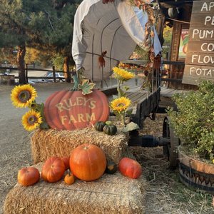 RILEY’S APPLE FARM - 276 Photos & 163 Reviews - Pick Your Own Farms ...