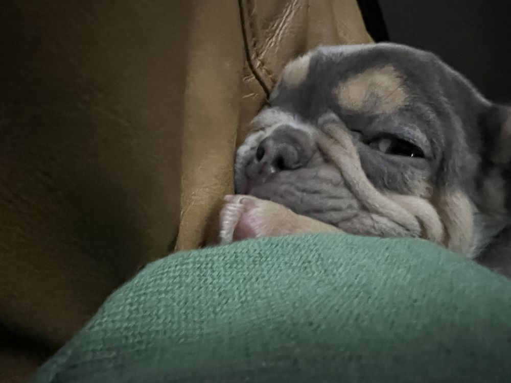 NORTH SHORE FRENCHIES - Updated December 2025 - 31 Photos & 10 Reviews ...