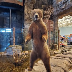 BASS PRO SHOPS - 181 Photos & 82 Reviews - 1000 Bass Pro Dr, Houston ...