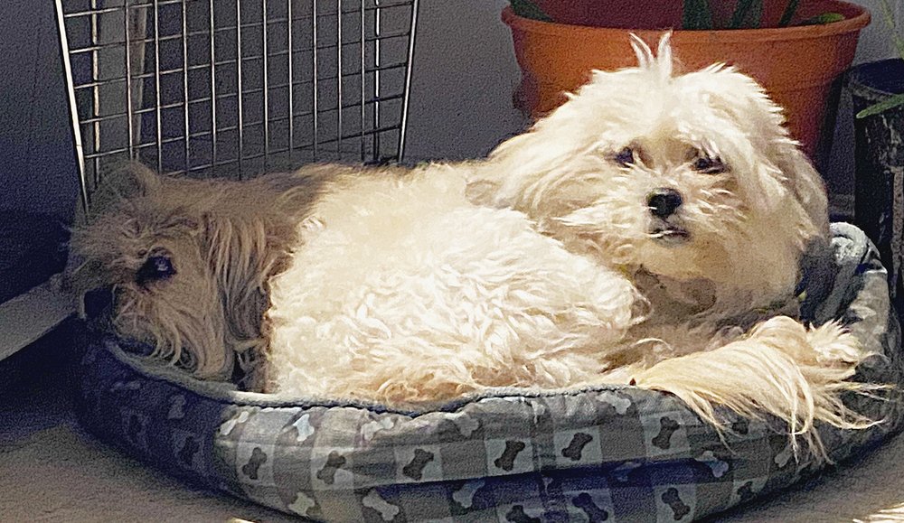 TOWNE SQUARE ANIMAL CLINIC - Updated August 2025 - 23 Reviews - 9401 ...