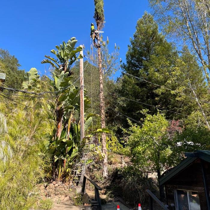 REDDY TREE CARE - Updated October 2024 - Santa Cruz, California - Tree ...