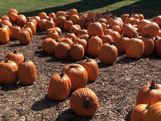 SUNFLOWER FARM - Updated September 2025 - 30 Photos & 26 Reviews - 767 ...